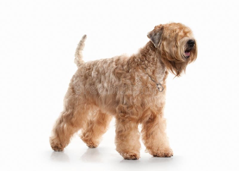 Cane Terrier Wheaten Rivestito Molle Irlandese Immagine Stock ...