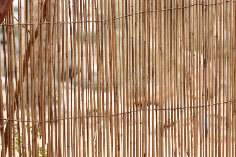 Cane Texture and Background Stock Photo - Image of tree, plank: 69249620