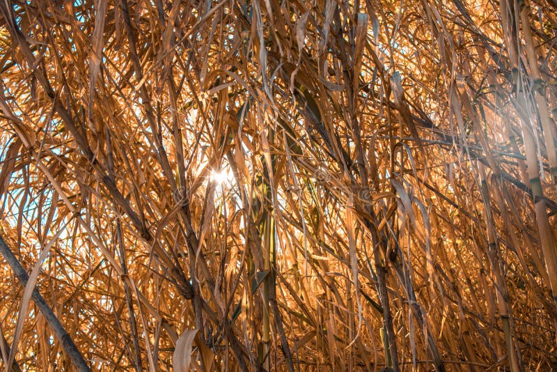 Cane Texture with the Background Sun Stock Photo - Image of green ...