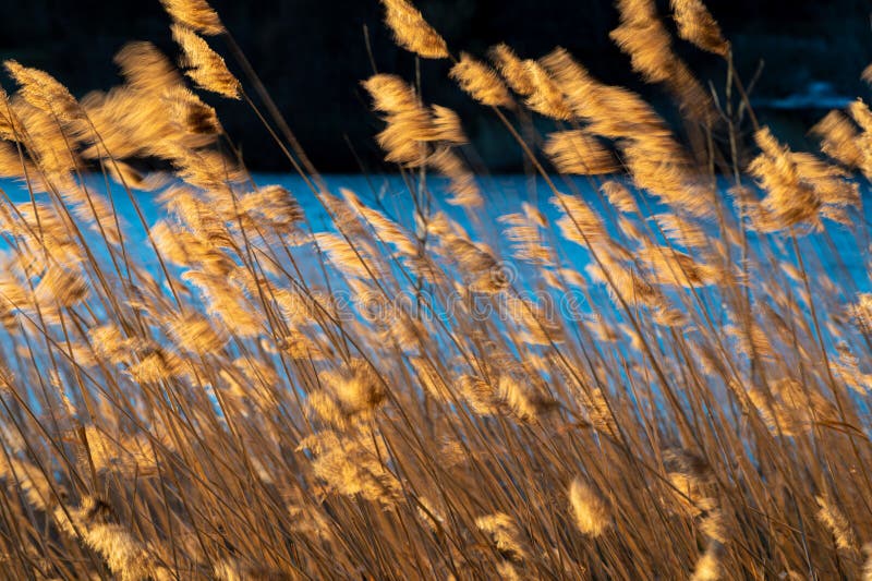 Cane Thicket, Photographed Against the Light. Stock Photo - Image of ...