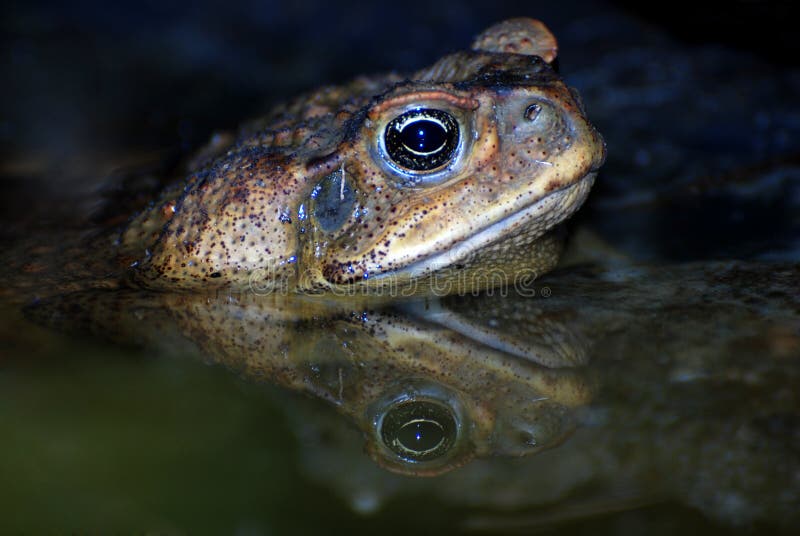 Cane toad stock photo. Image of poisonous, wildlife, jump - 5190624