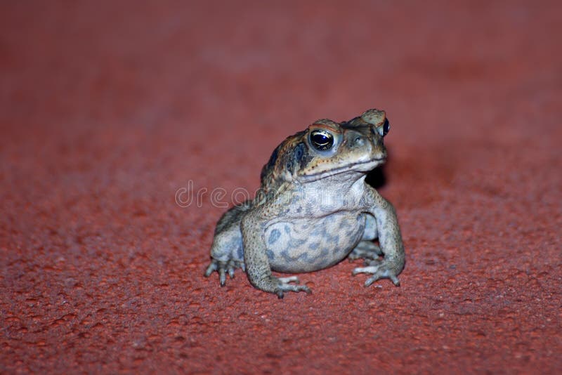 Cane Toad stock image. Image of australia, water, amphibian - 12413749