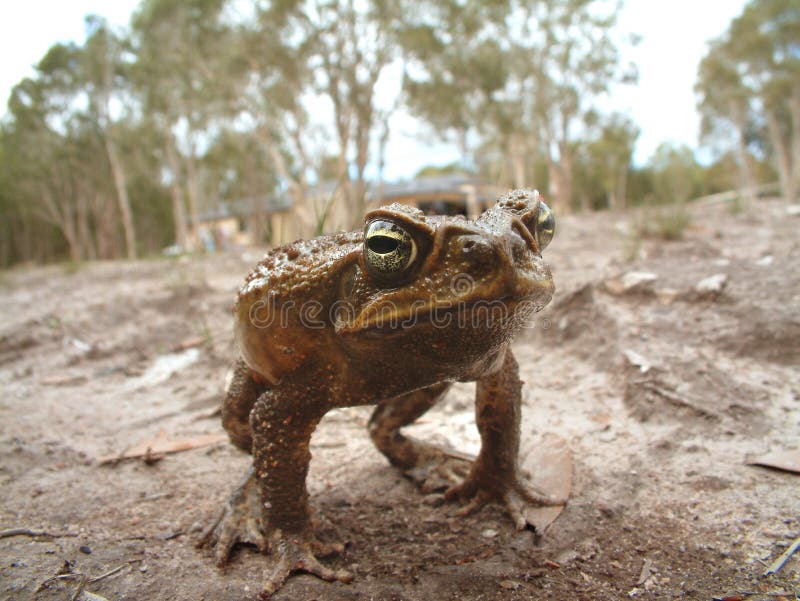 Cane toad eye stock photo. Image of warts, bumps, toad - 10831256