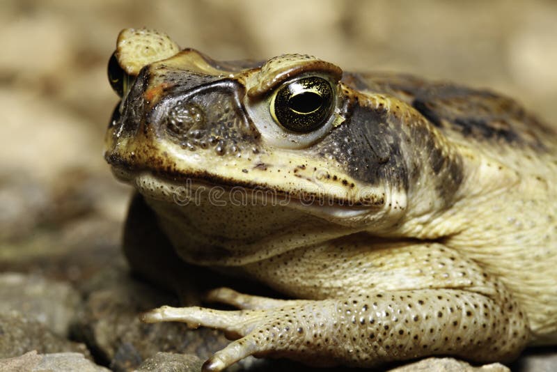 Cane toad side view stock image. Image of animal, marinus - 29312413