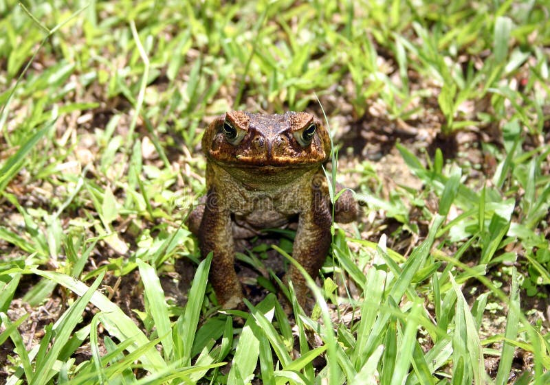 Cane toad stock photo. Image of toad, wild, jump, wart - 5190668