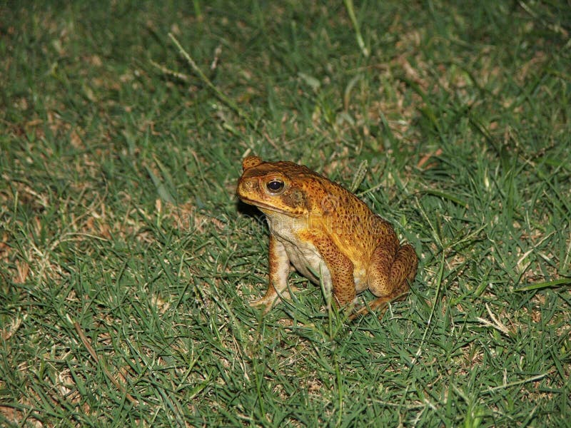 Australian Cane Toad in Profile Stock Image - Image of amphibian, warty ...