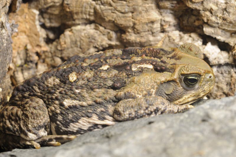 Cane Toad stock image. Image of nature, toad, vermin - 189468855