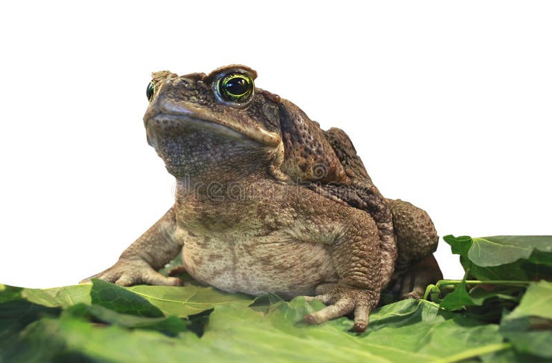 Cane Toad Isolated Over White Stock Photo - Image of jump, frog: 14336328