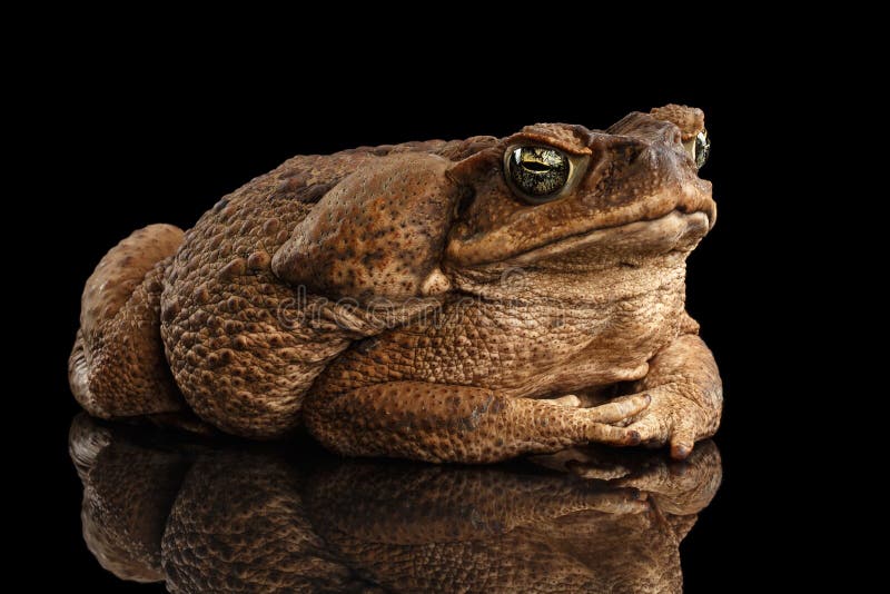 Cane Toad - Bufo Marinus, Neotropical Géant, Marin, Noir Image stock ...