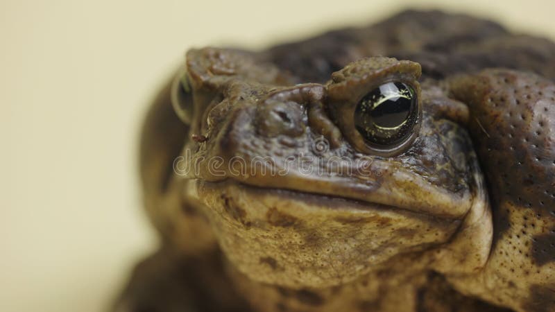 Cane Toad, Bufo Marinus, Sitting on a Beige Background in the Studio ...