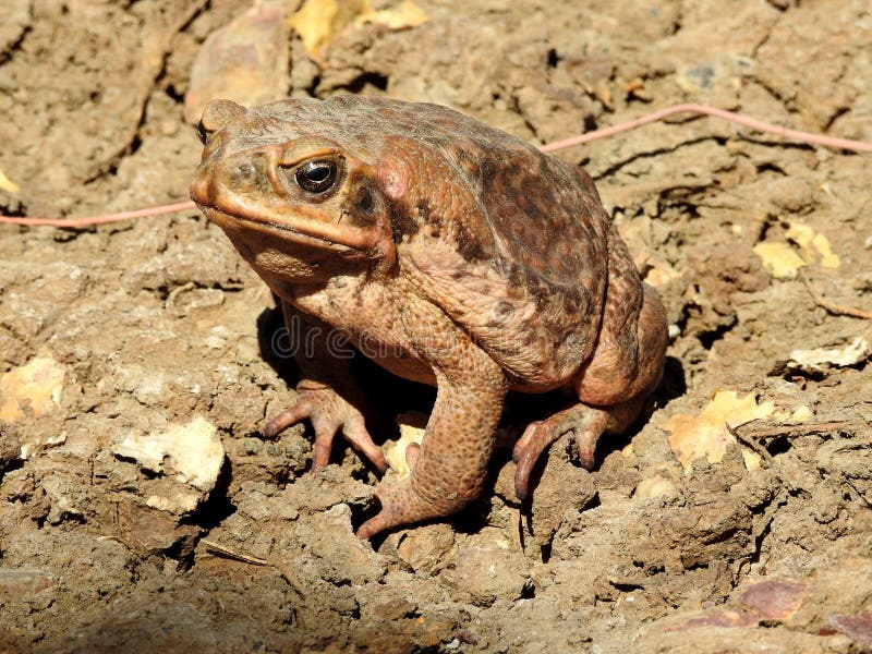 Gemsbok (Oryx) - Namib-Nuakluft Desert - Namibia Stock Photo - Image of ...