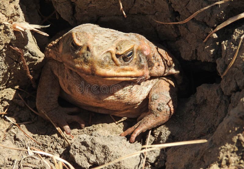 Feral Cane Toad in Outback Queensland Stock Photo - Image of deadly ...
