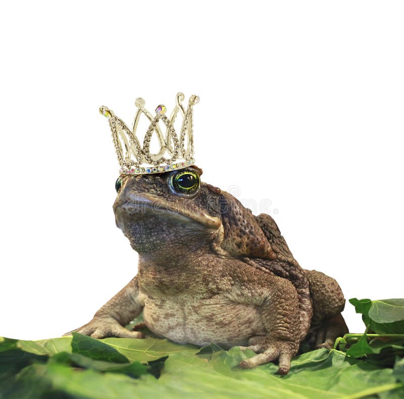 584 Frog Crown Photos - Free & Royalty-Free Stock Photos from Dreamstime