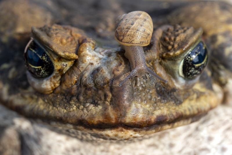 The Cane Toad, - the Giant Neotropical Toad Stock Photo - Image of ...