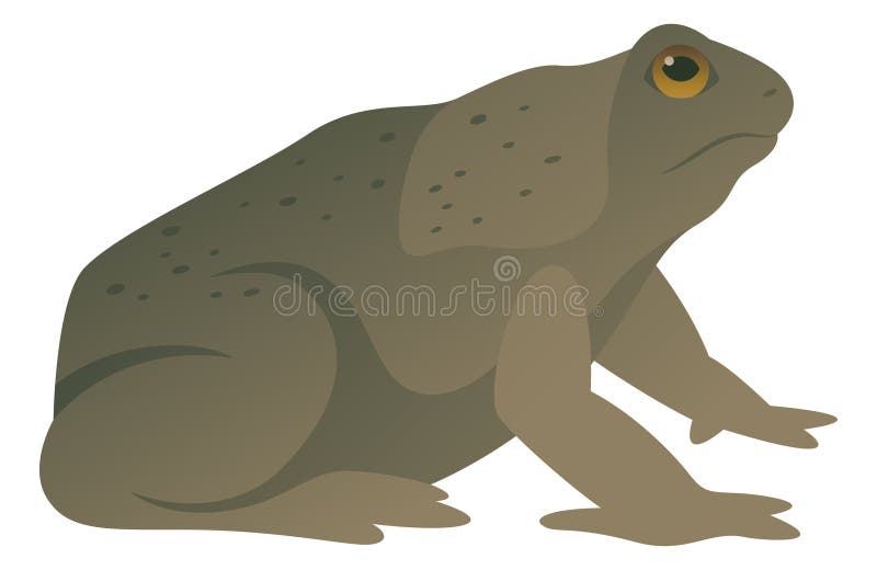 Cane Toad Stock Illustrations – 166 Cane Toad Stock Illustrations ...