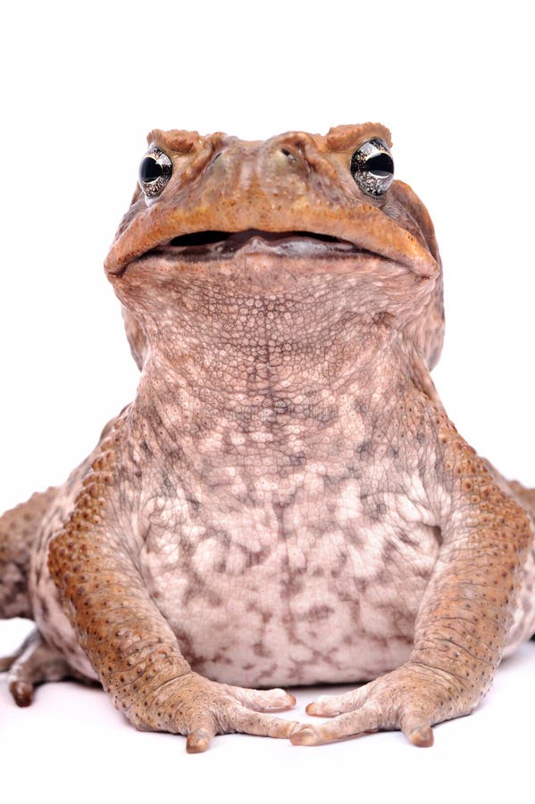 Toad White Background