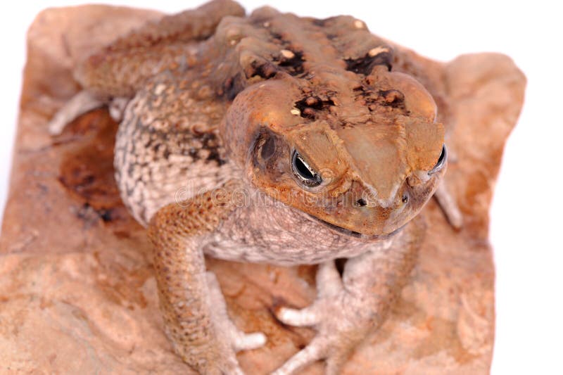 Cane Toad Isolated On White Background Stock Photo - Image of zoology ...