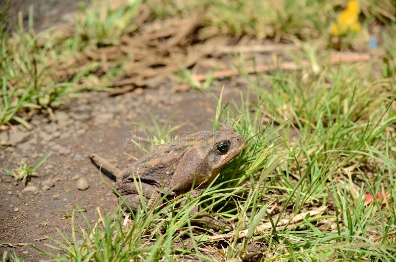 Cane Toad stock image. Image of hunting, pest, animals - 113814015