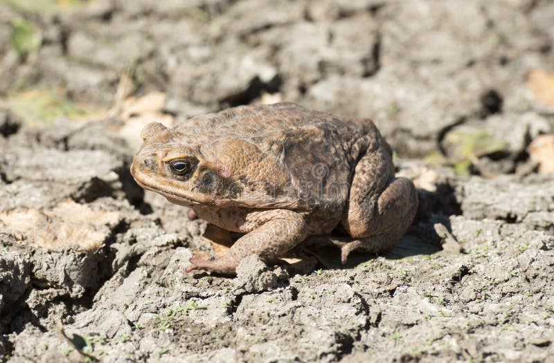 Cane toad stock photo. Image of poisonous, wildlife, jump - 5190624