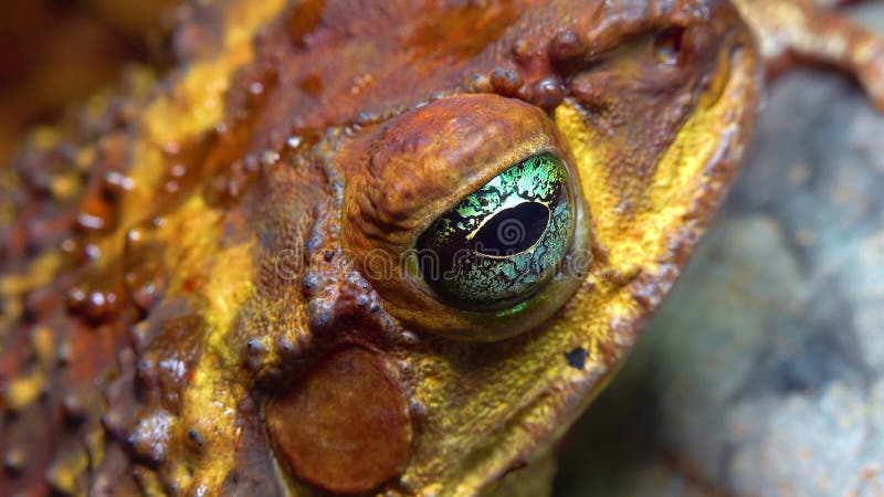 Cane Toad Rhinella Marina, Close-up of the Head and Eye of a Toad Stock ...