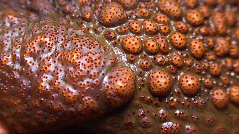 Cane Toad Rhinella Marina, Close-up of a Toad`s Head Stock Video ...