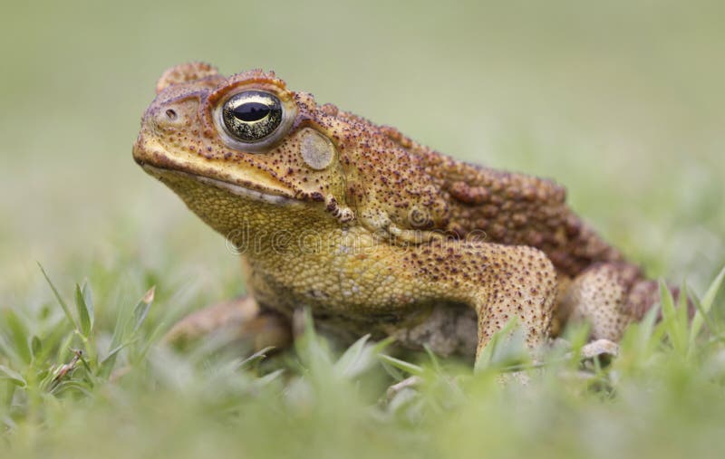 Cane toad face stock image. Image of pest, fauna, nature - 29312277