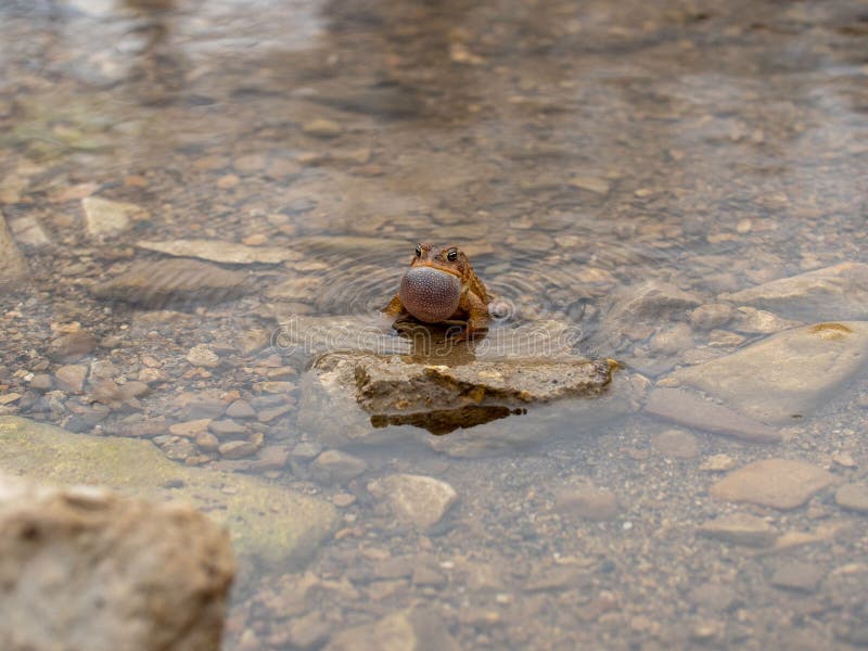 Cane Toad Spawning in the Pond in Its Natural Habitat in Spring Stock ...