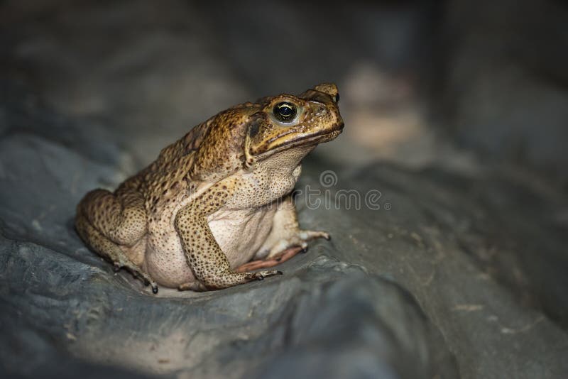 Two Cane Toads (Bufo Marinus) Mating Stock Image - Image of poison ...