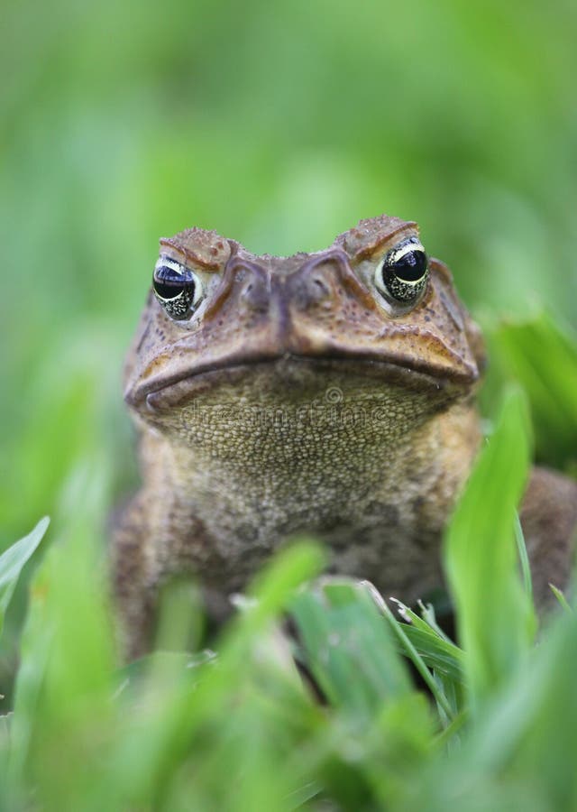 Cane toad side view stock image. Image of animal, marinus - 29312413