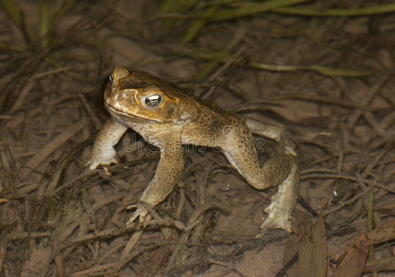 Two Cane Toads (Bufo Marinus) Mating Stock Image - Image of natural ...