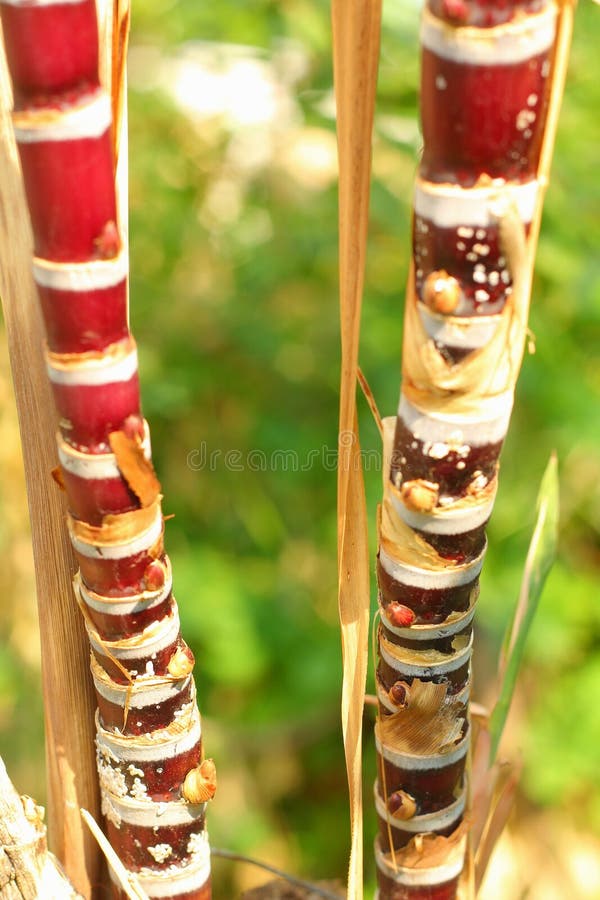 Cane tree stock photo. Image of field, organic, summer - 30886850
