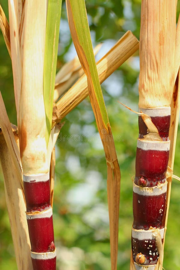 Cane stock image. Image of fruit, organic, rural, sugar - 42377857
