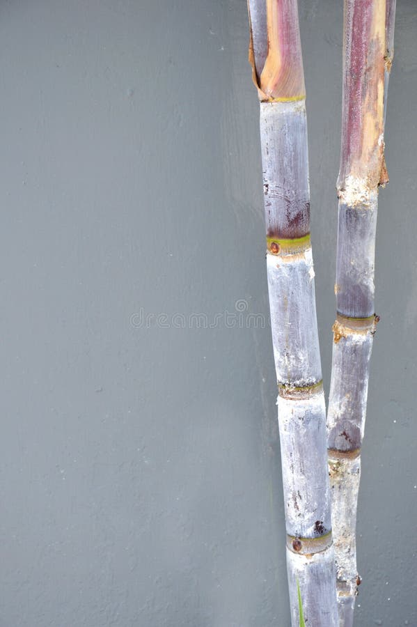 Cane trees stock image. Image of fruit, cuisine, fresh - 38215839