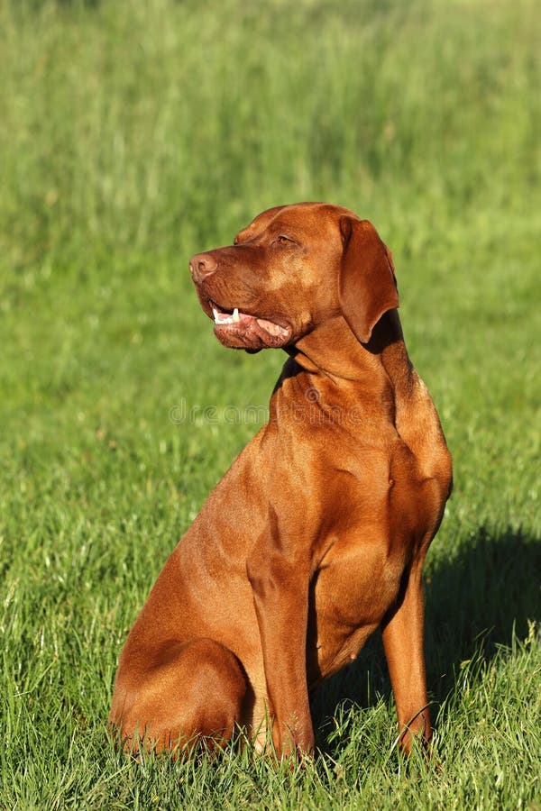 Cane Ungherese Del Puntatore (vizsla) Immagine Stock - Immagine di ...