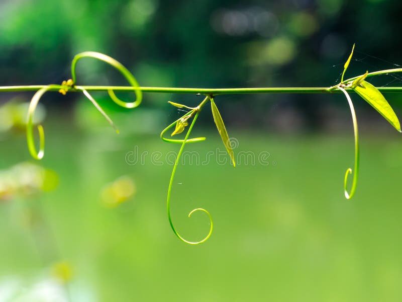 Cane vine stock image. Image of life, sunshine, vine - 58295727