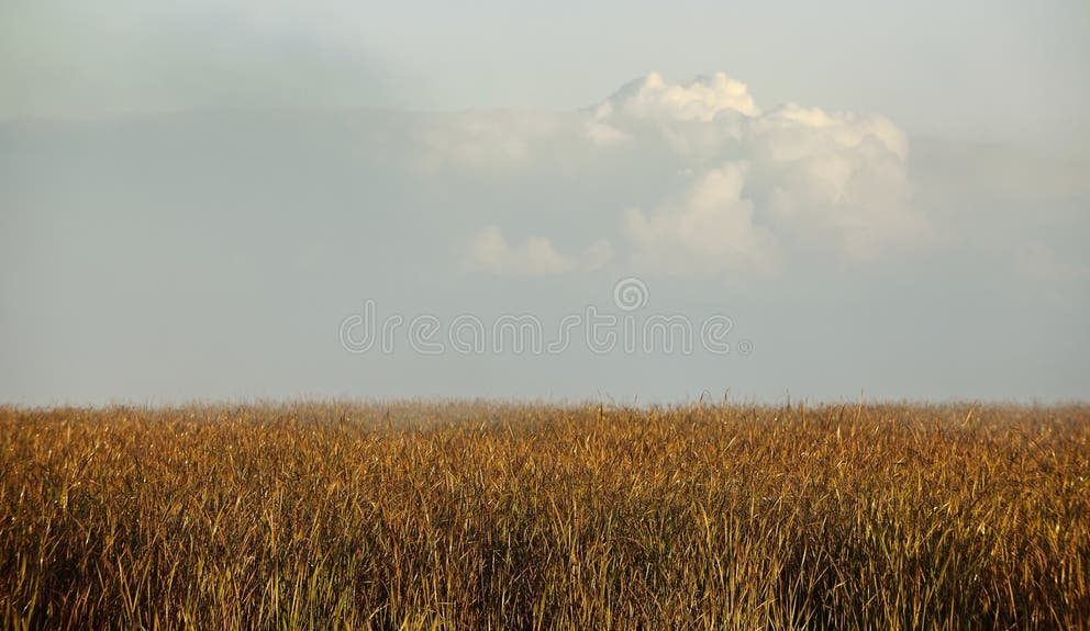 Cane in windy weather. stock image. Image of bush, natural - 36899197