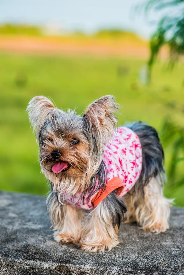 Yorkshire Terrier, Piccolo Cane Fotografia Stock - Immagine di carino ...