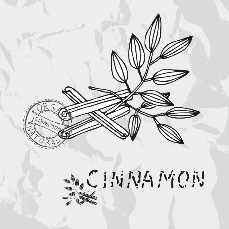 Canela dibujado mano ilustración del vector. Ilustración de hoja - 49064889
