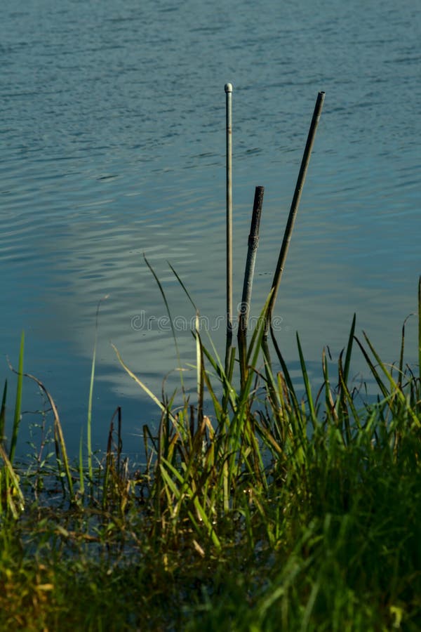 Canes in the Water Next To Shore of a Lake Stock Image - Image of ocean ...