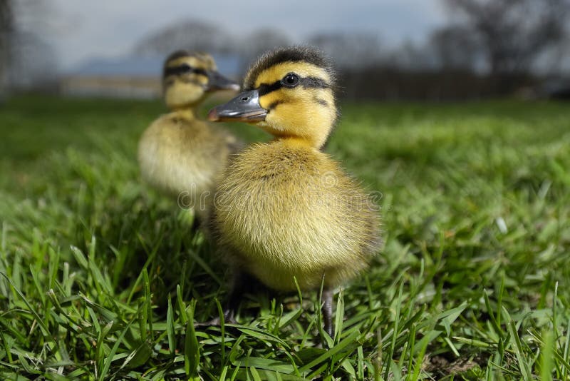 Caneton 1 photo stock. Image du clavette, canard, waterfowl - 19239326