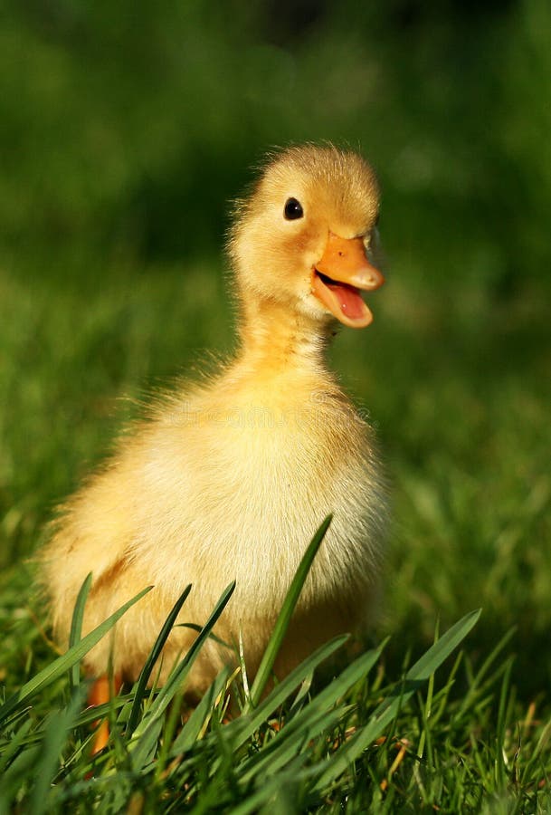 Caneton photo stock. Image du bien, accroissement, neuf - 2472966