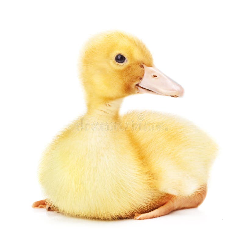 Petit caneton mignon image stock. Image du heureux, joie - 8460155