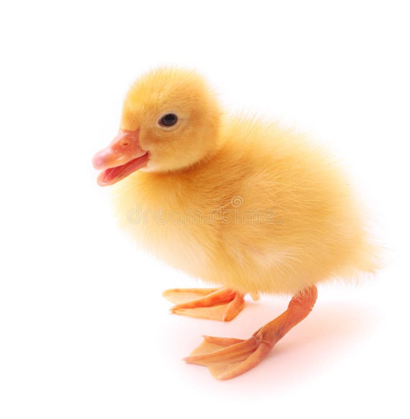 Caneton D'isolement Sur Le Blanc Image stock - Image du fond, oiseau ...