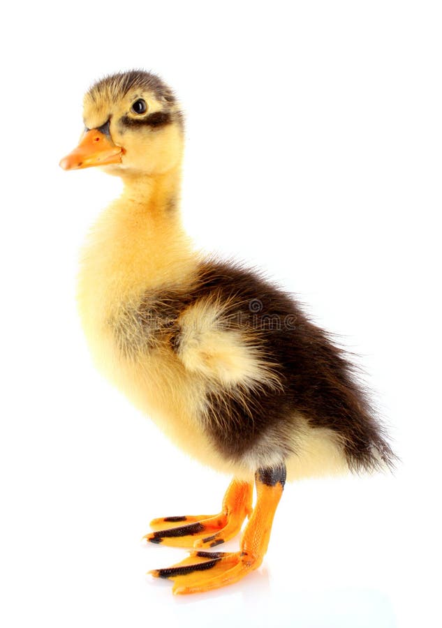 Caneton D'isolement Sur Le Blanc Image stock - Image du fond, oiseau ...