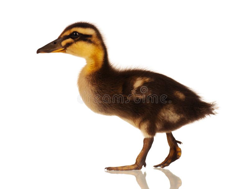 Caneton domestique photo stock. Image du fermer, beau - 27008328