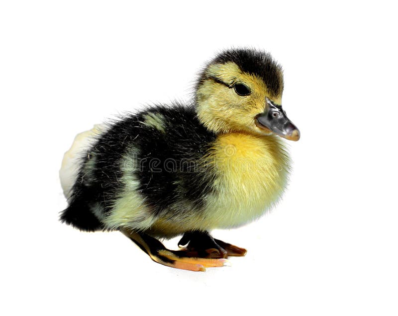 Caneton Drôle D'un Canard Sauvage Sur Un Fond Blanc Image stock - Image ...