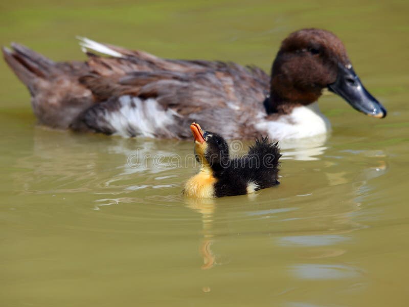 Caneton et maman image stock. Image du maman, mignon - 49847531