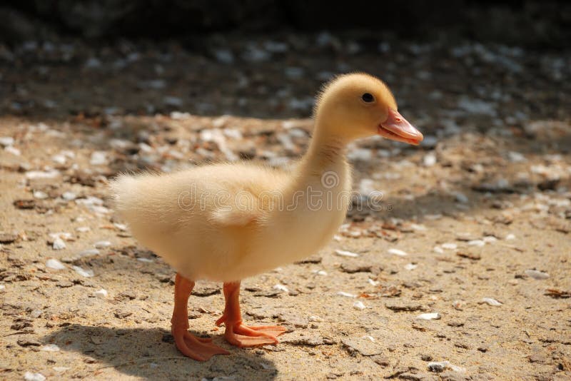 Un caneton jaune photo stock. Image du caneton, volaille - 91689350