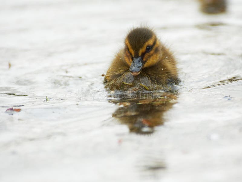 Petit Caneton Mignon Jaune Dans La Piscine. Caneton Qui Nage Dans Le ...