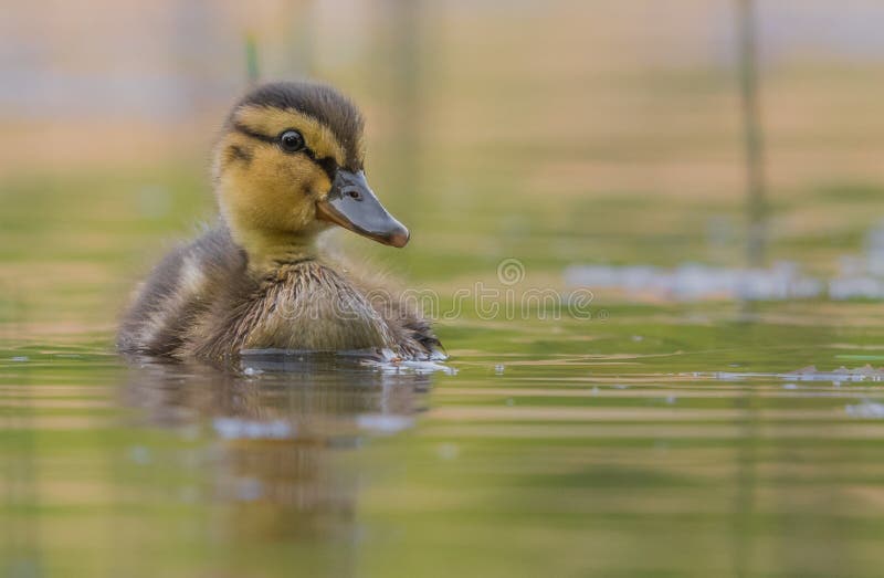Caneton mignon image stock. Image du jaune, fleuve, animal - 97300263
